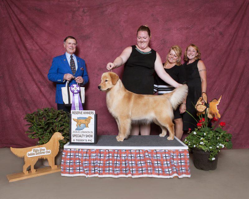 AKC Champion Golden Retriever,CH Summit's Crimson and Clover