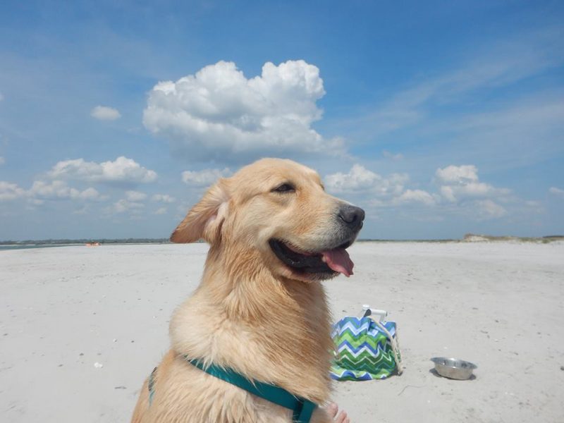 AKC Champion Golden Retriever,CH Summit's Crimson and Clover