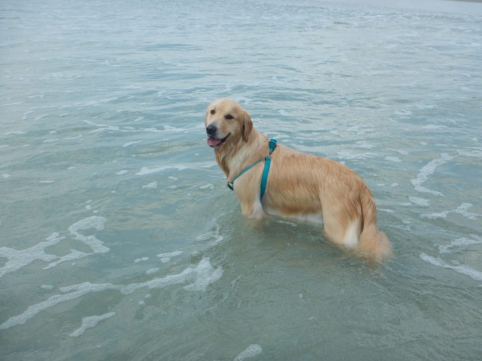 AKC Champion Golden Retriever,CH Summit's Crimson and Clover